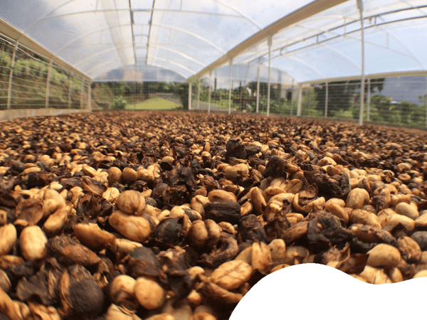 Understanding Coffee Processing: The Traditional Methods