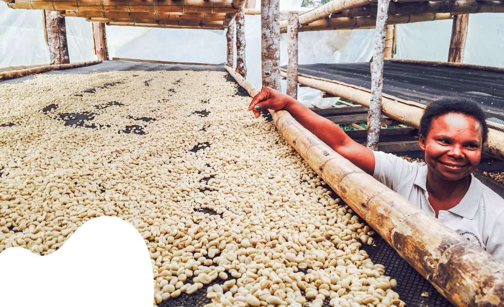 Understanding Coffee Processing: The Traditional Methods