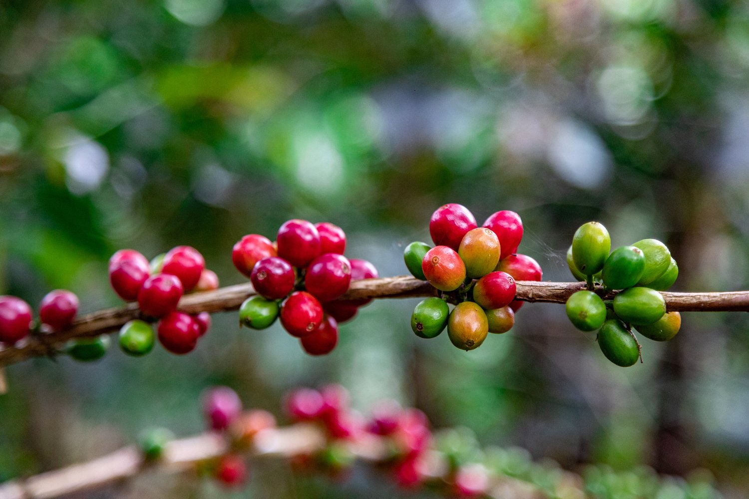 An Exploration of Peru’s Past, Present, and Future Coffee Scene