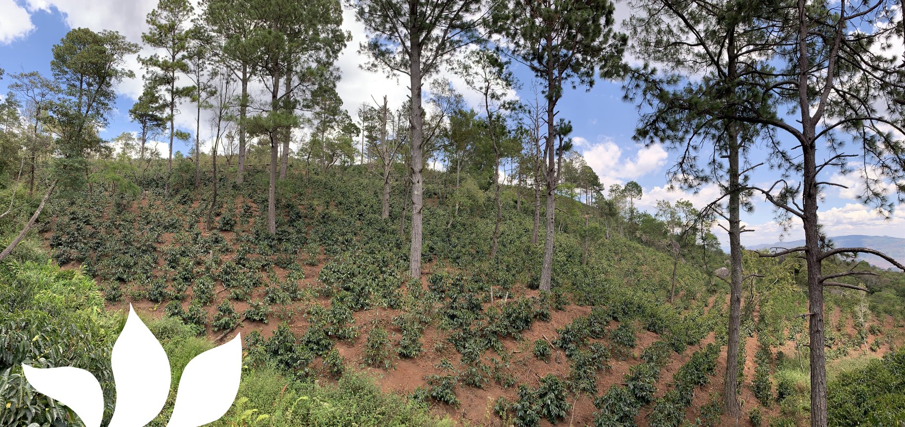 A decade after rust outbreak, Honduran coffee producers back in business