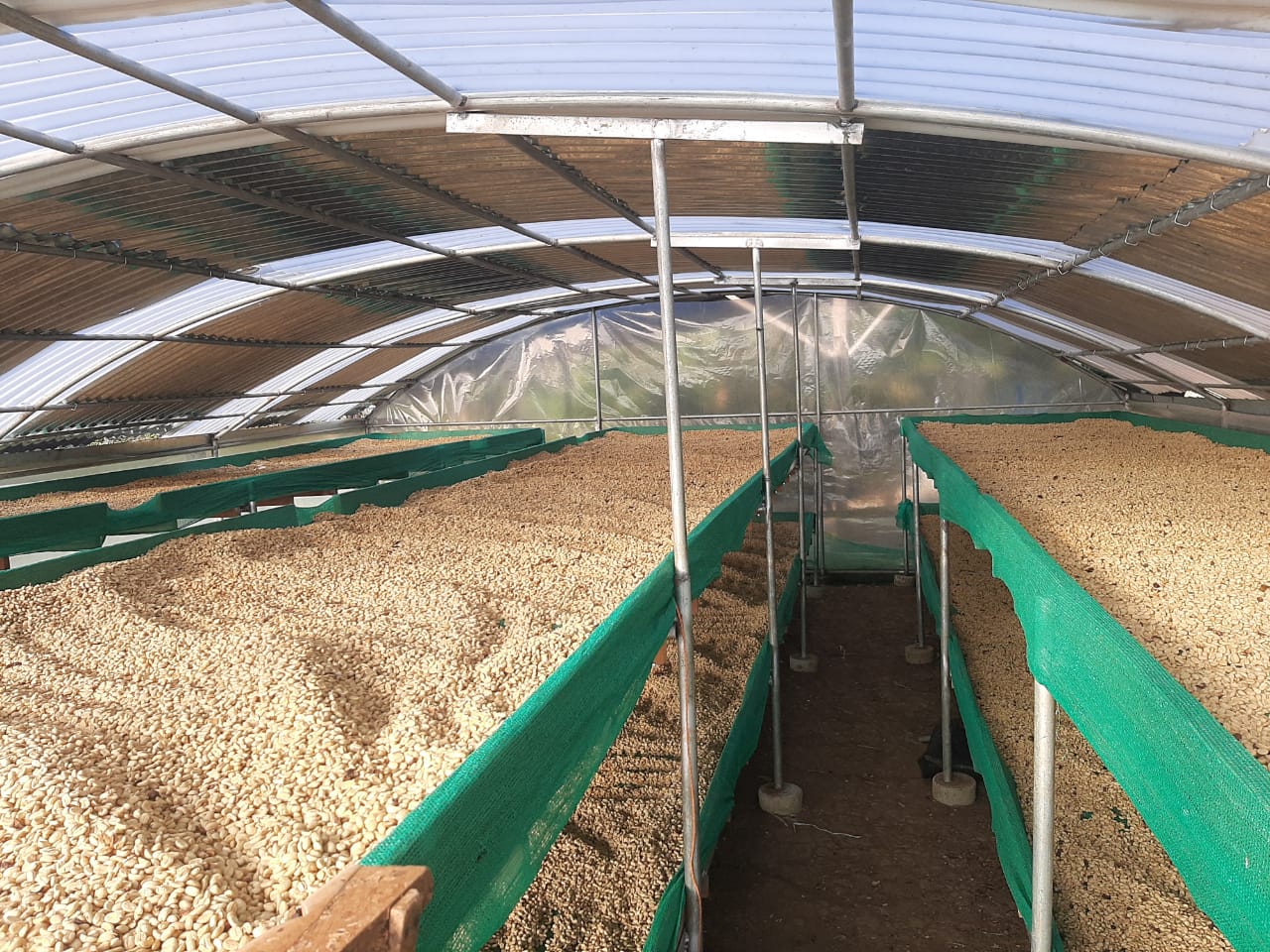 Origin Highlight: Exploring Peruvian Coffee