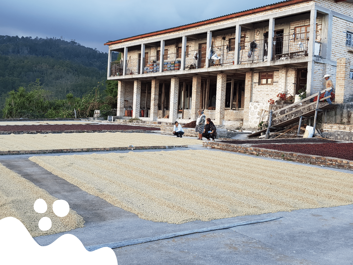 Meet the Producer: Edgar Carrillo of Pacayal Coffee in Honduras