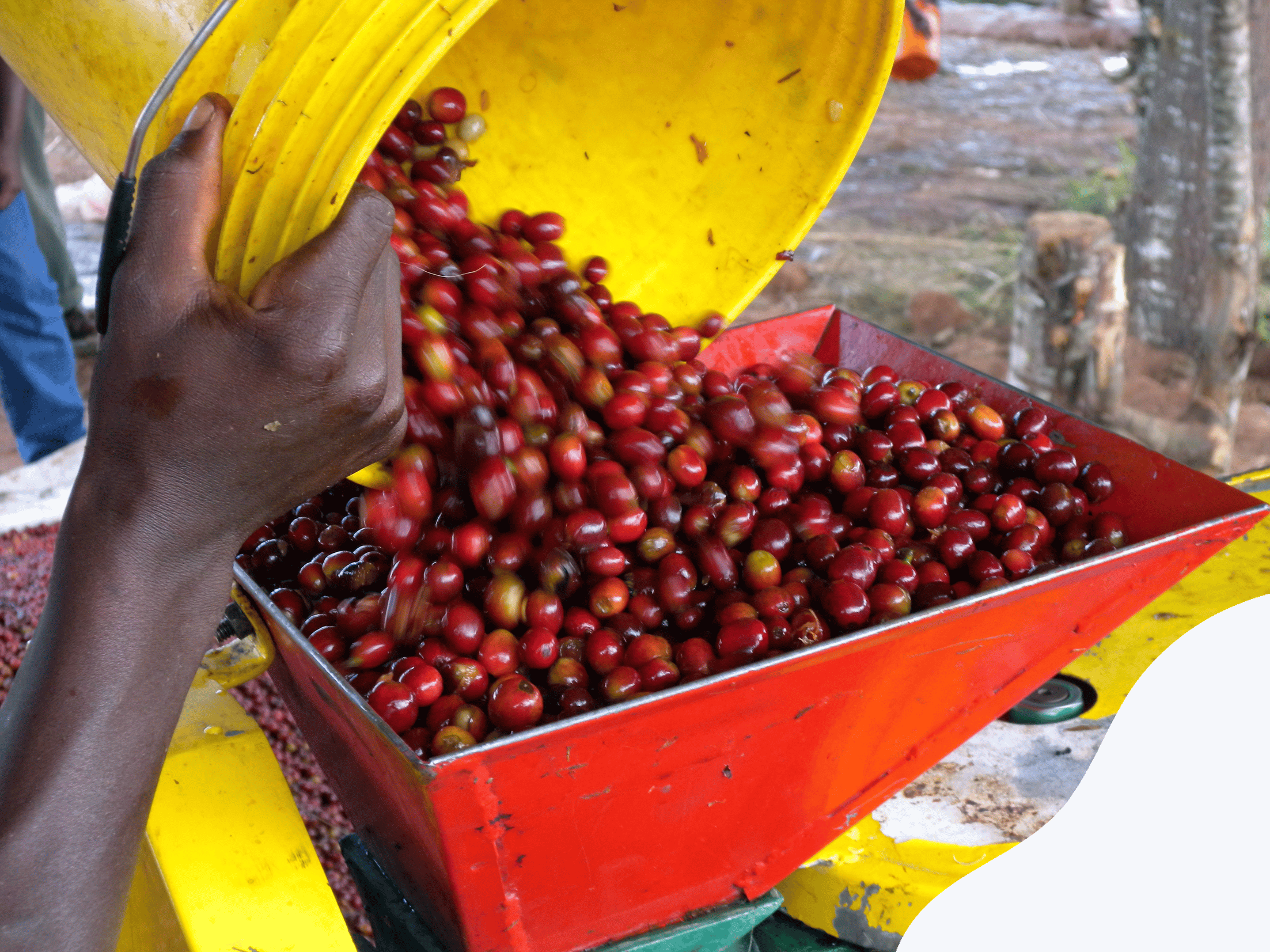 Get Creative with Cascara: From Sodas to Scones