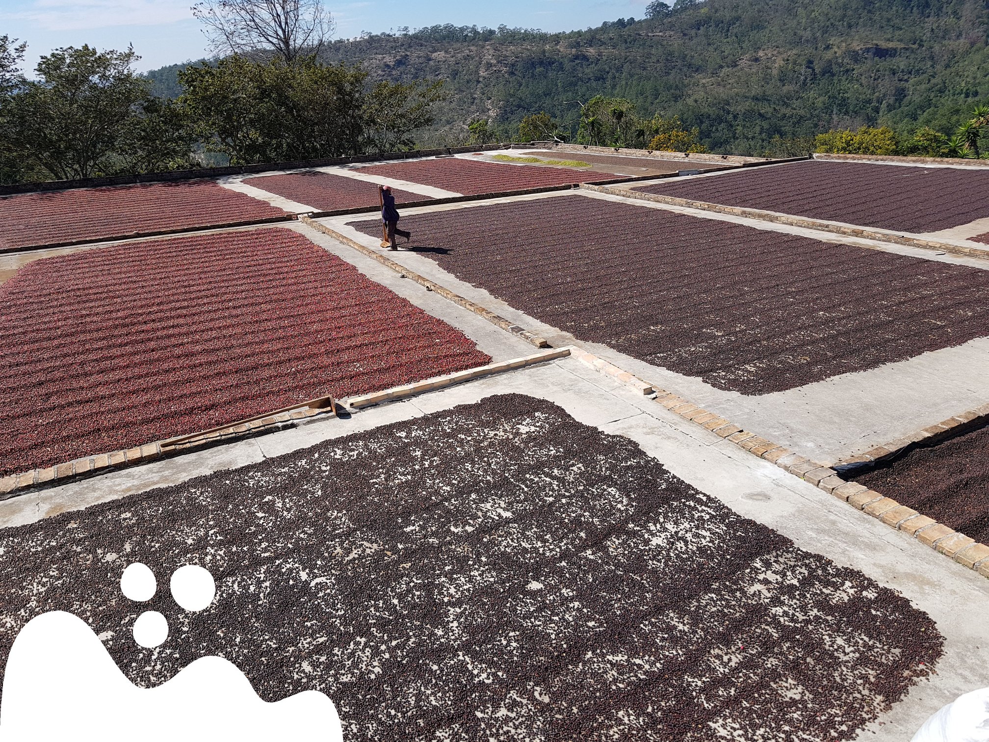 Meet the Producer: Edgar Carrillo of Pacayal Coffee in Honduras