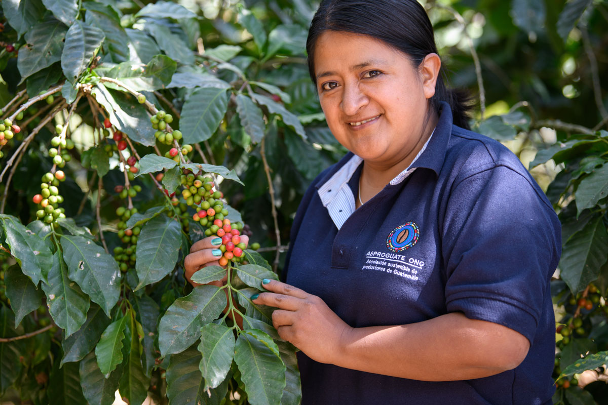 Fresh Crop Guatemala Coffees